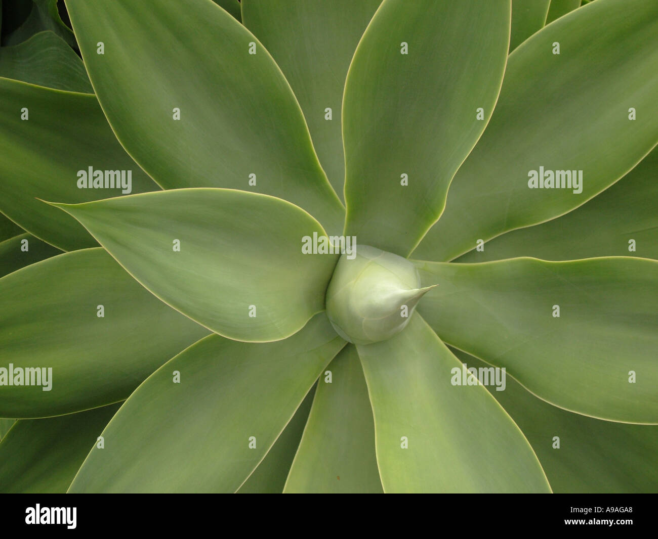 Green agave plant hawaii hi-res stock photography and images - Alamy