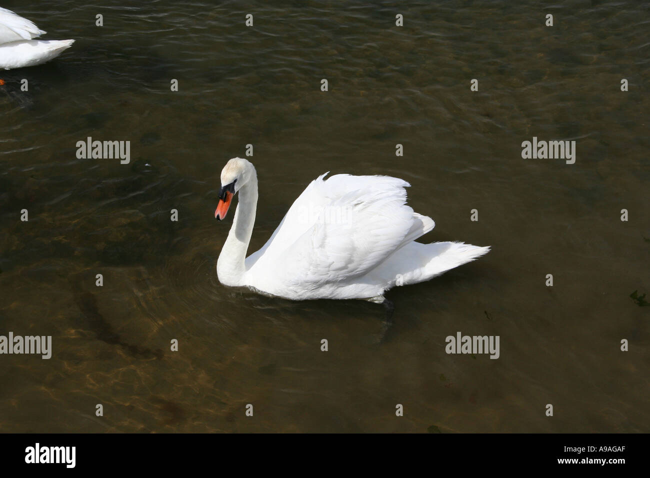 Swan with wings up Stock Photo - Alamy