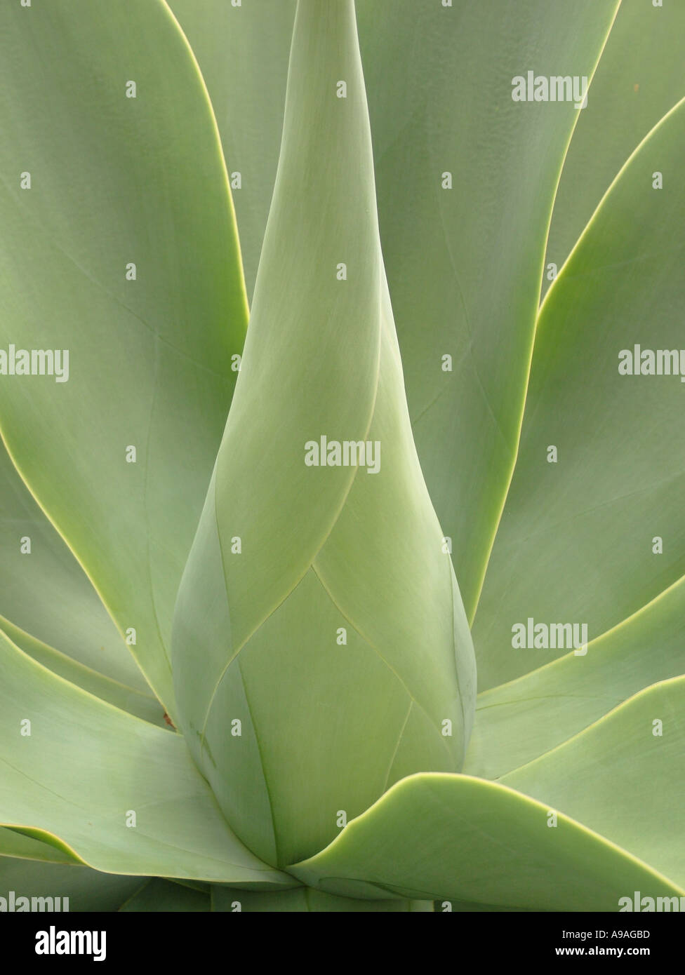 Agave flowers hi hi-res stock photography and images - Alamy