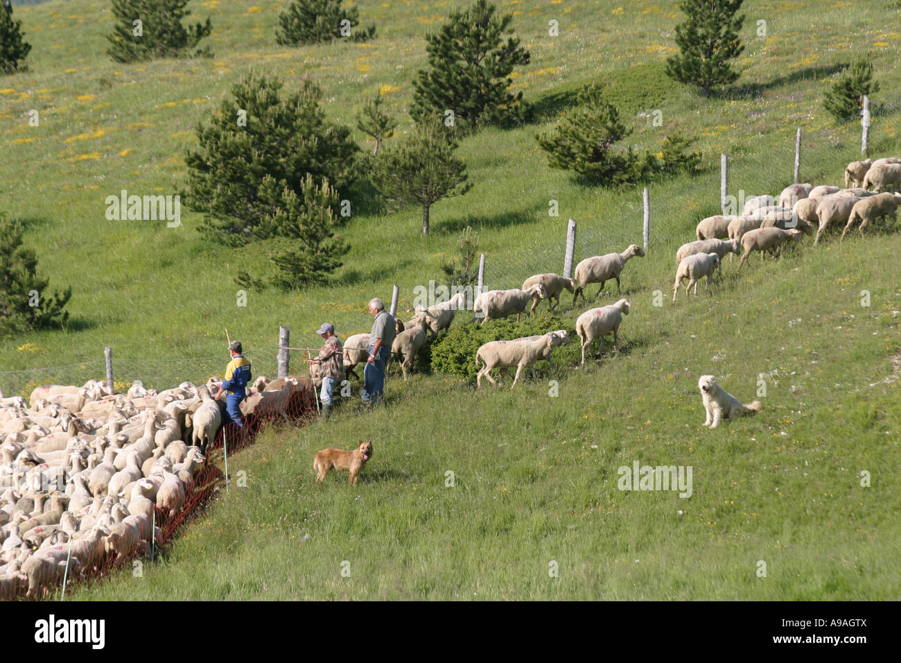 Shepherd counting his flock of sheep assisted by his working sheep dogs ...