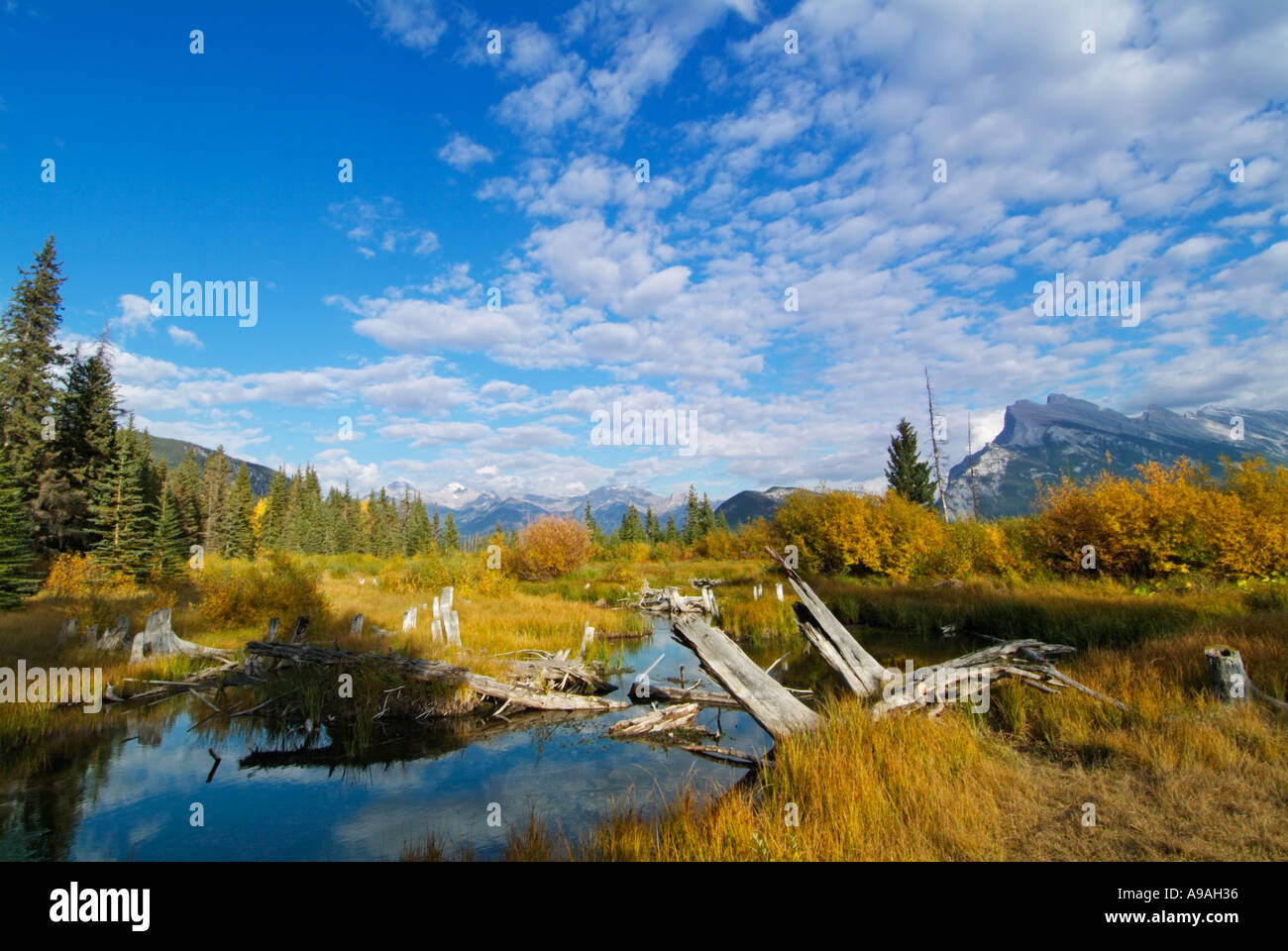 Mount rundle wildlife hi-res stock photography and images - Alamy