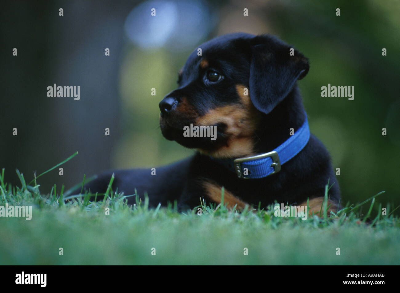 Portrait of Rottweiler puppy Stock Photo - Alamy