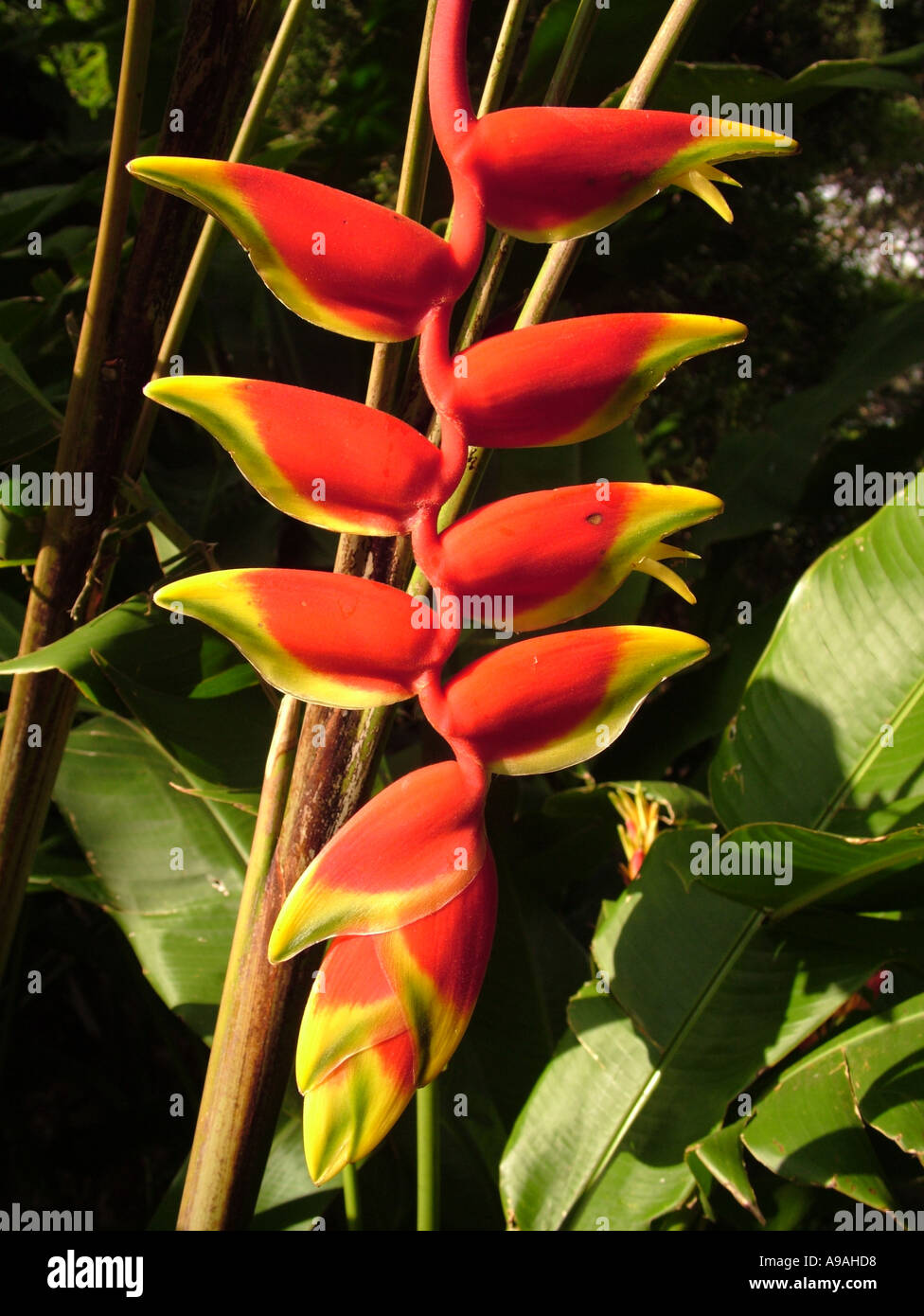 Maui tropical flowers bouquet hi-res stock photography and images - Alamy