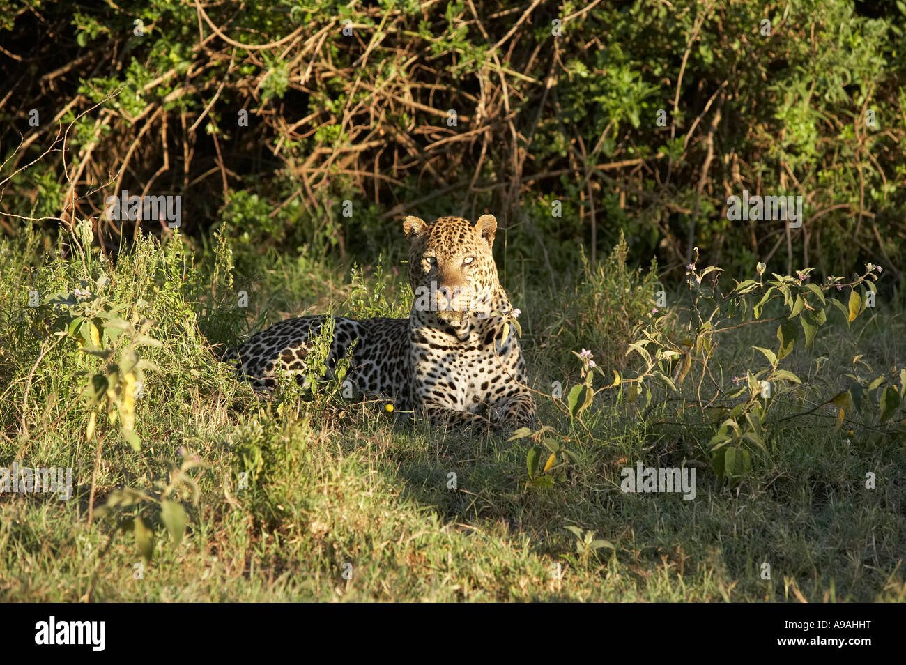 Lake nakuru leopard hi-res stock photography and images - Alamy