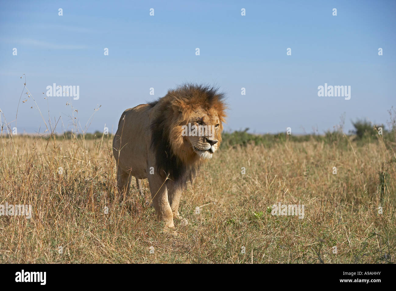 Male Masi Mara Lion Stock Photo - Alamy