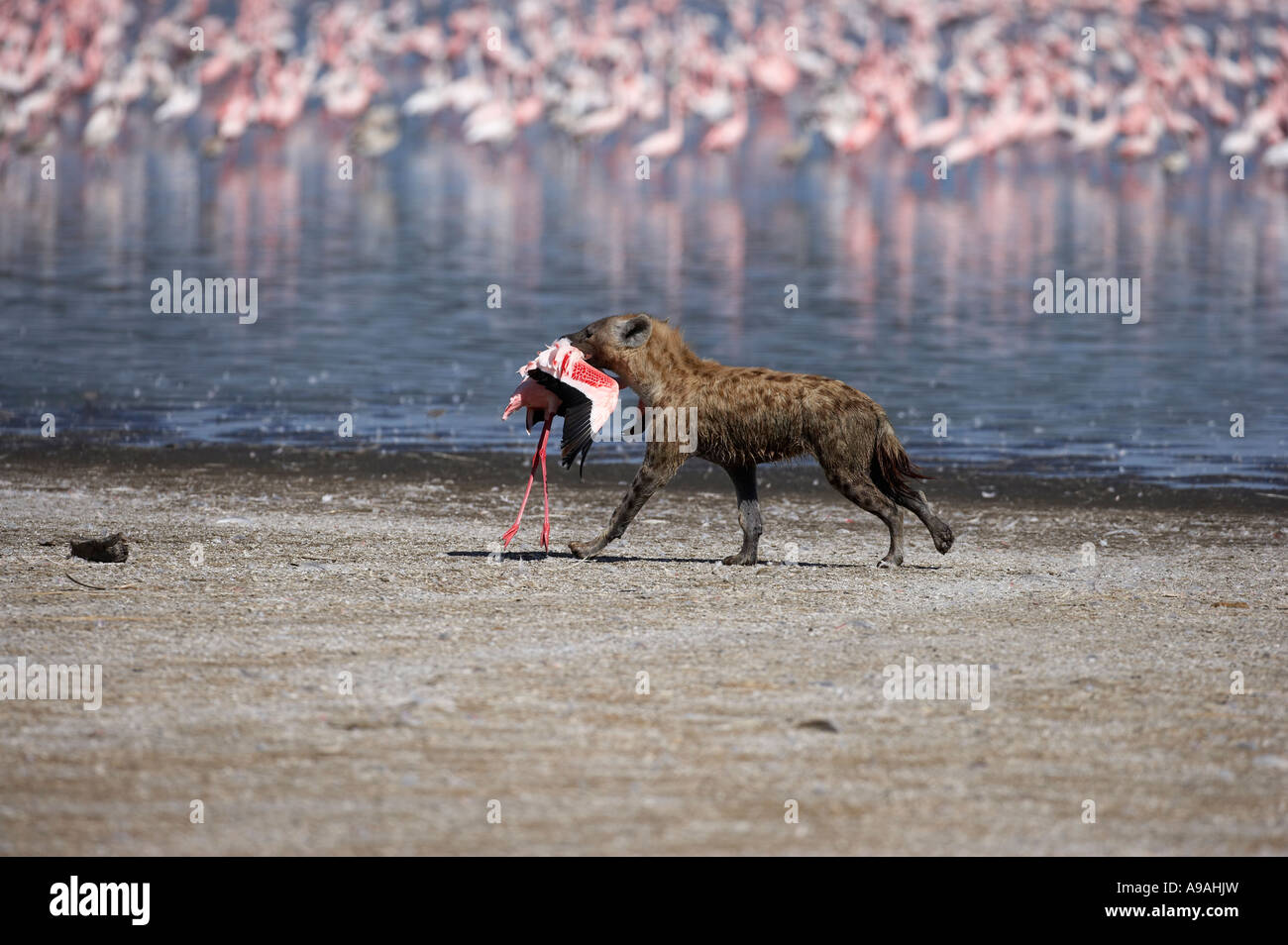 Spotted Hyaena and Dead Lesser Flamingo Stock Photo - Alamy