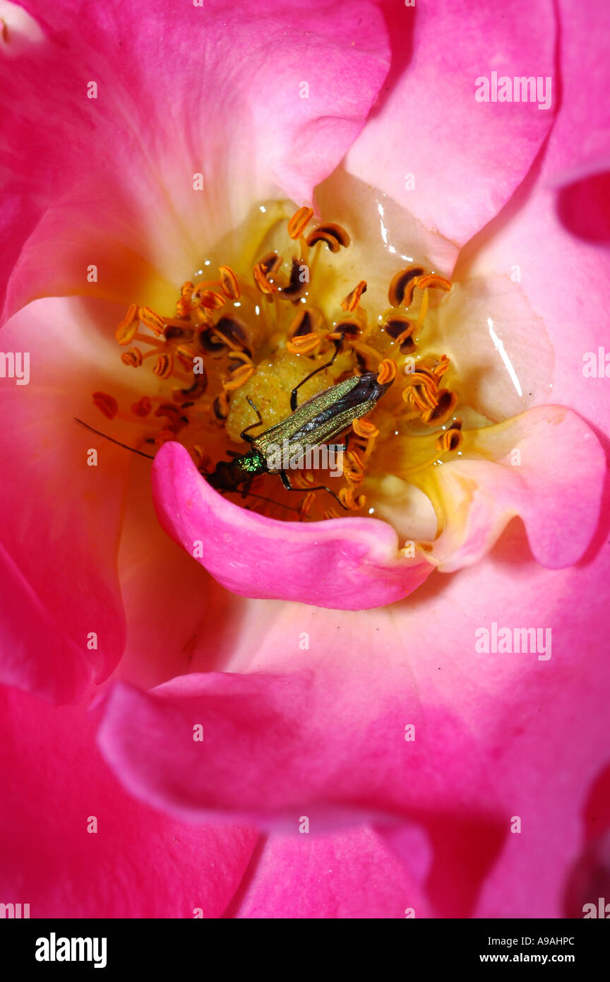 Greencoloured beetle pollen on a rose flower Stock Photo - Alamy