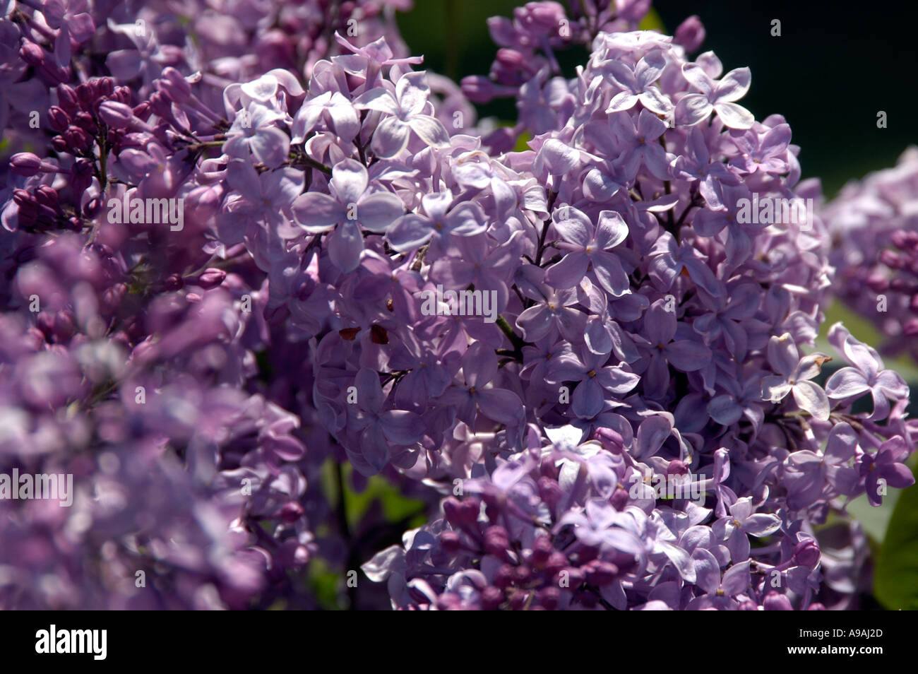 Lilac festival Stock Photo - Alamy