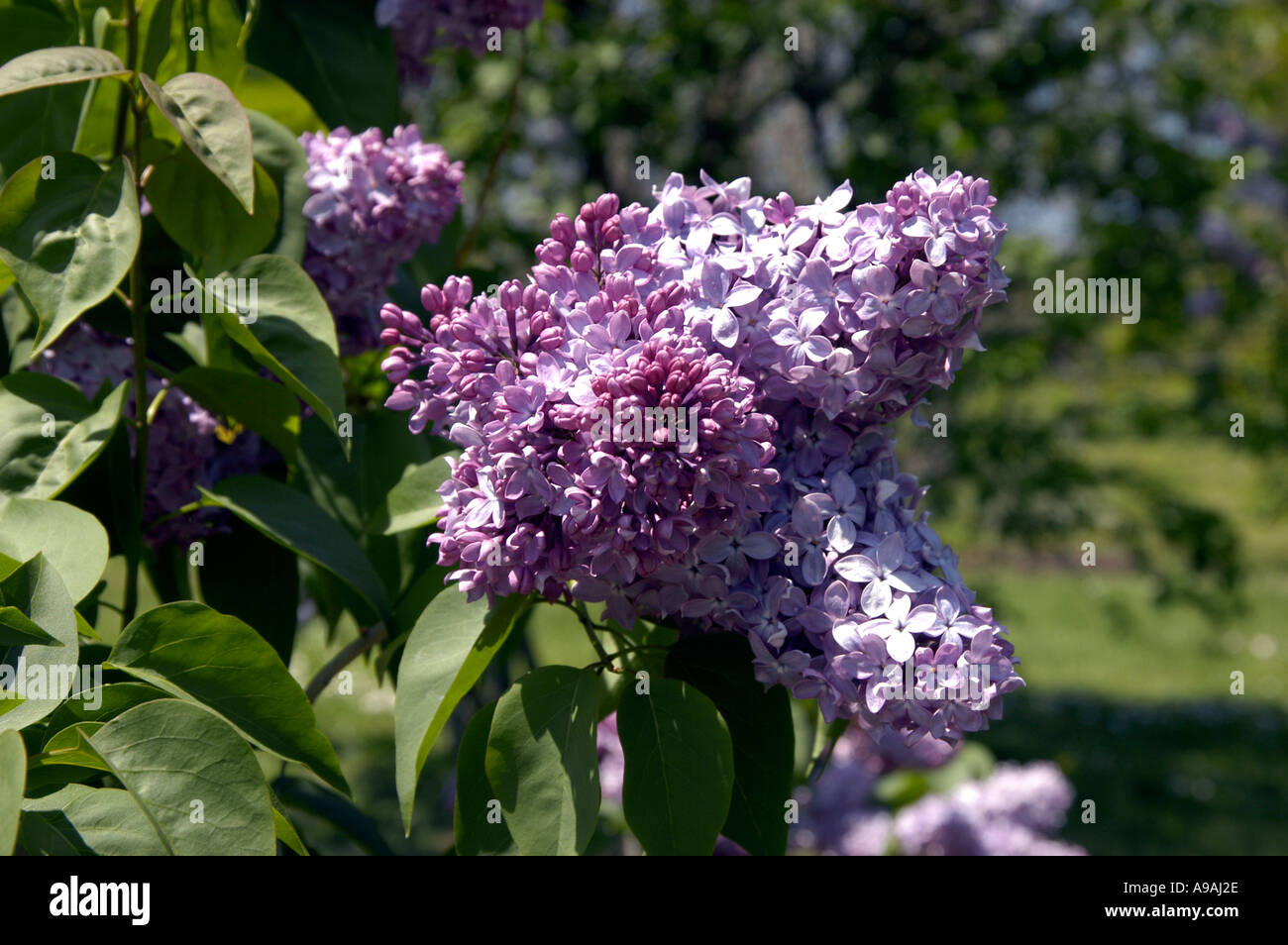 Lilac festival Stock Photo - Alamy