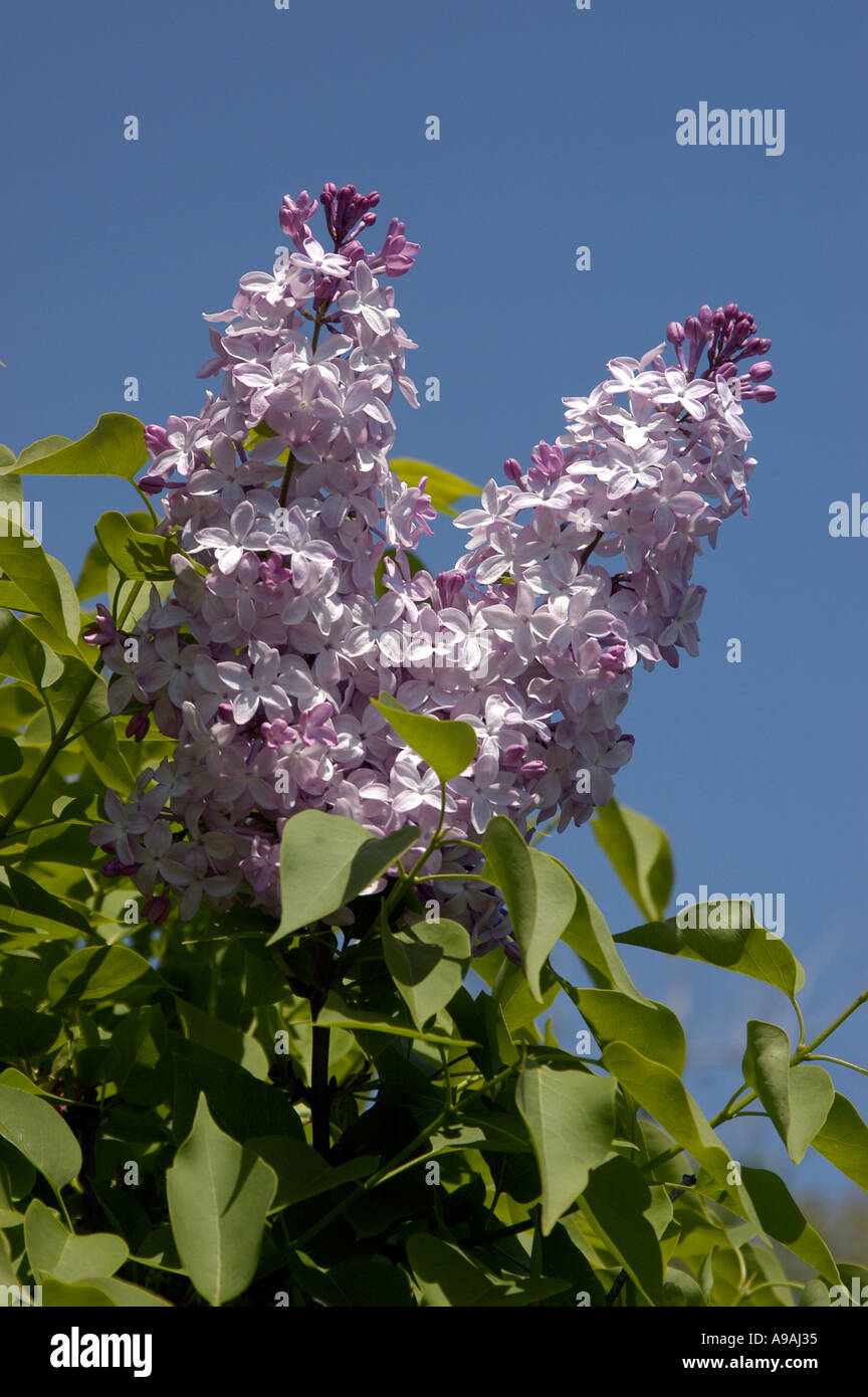 Lilac festival rochester hi-res stock photography and images - Alamy