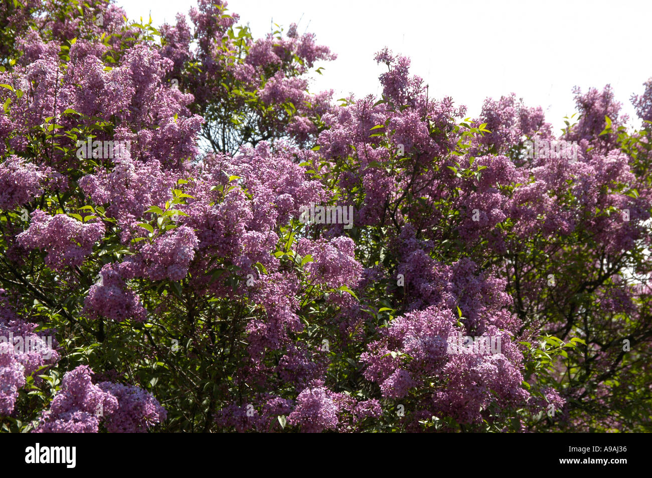 Lilac festival Stock Photo - Alamy