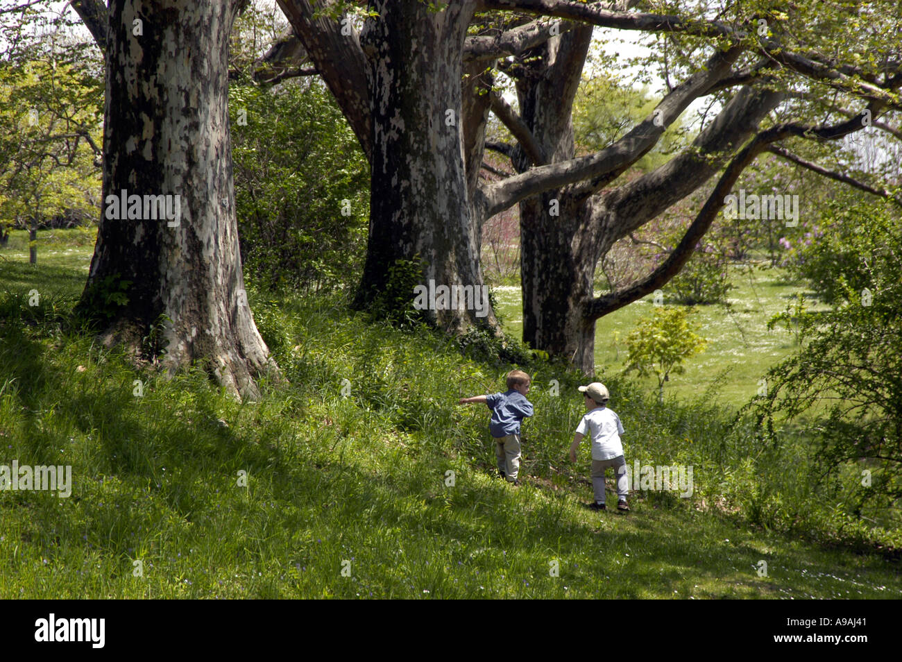 Children in the woods Stock Photo - Alamy