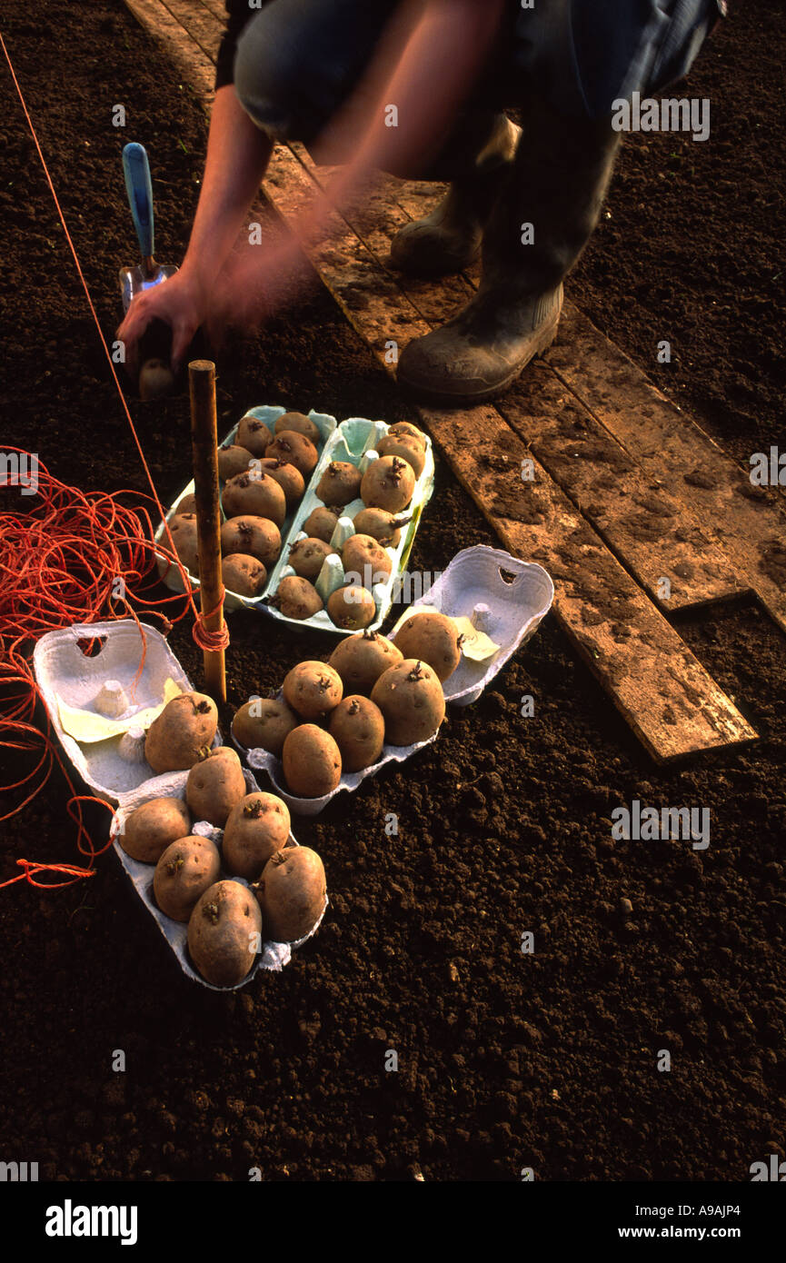 Potato life cycle hi-res stock photography and images - Alamy