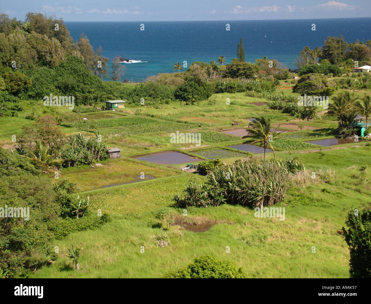 Taro farming maui hi-res stock photography and images - Alamy