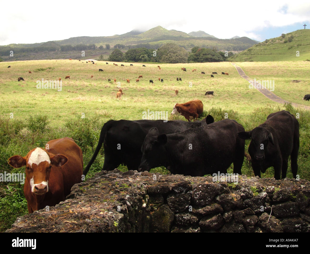 Cattle ranching hawaii hi-res stock photography and images - Alamy