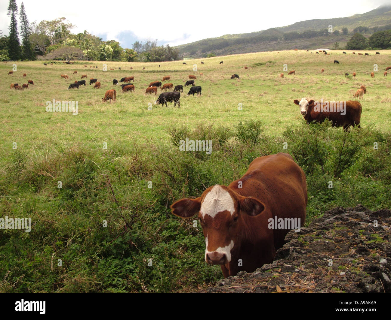 Cattle ranching hawaii hi-res stock photography and images - Alamy