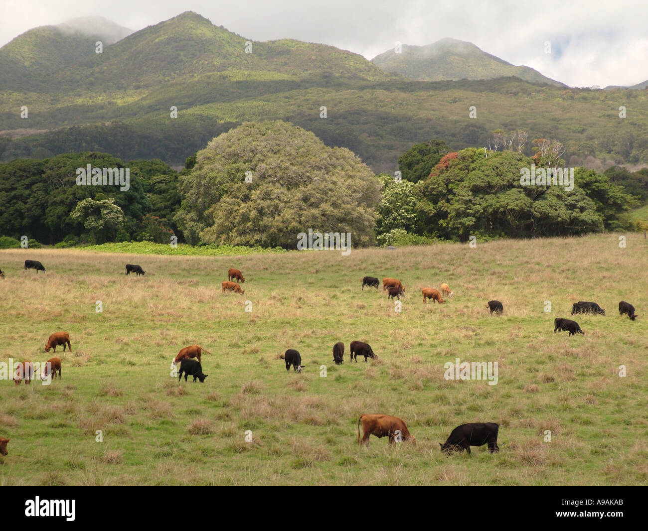 Cattle ranching hawaii hi-res stock photography and images - Alamy