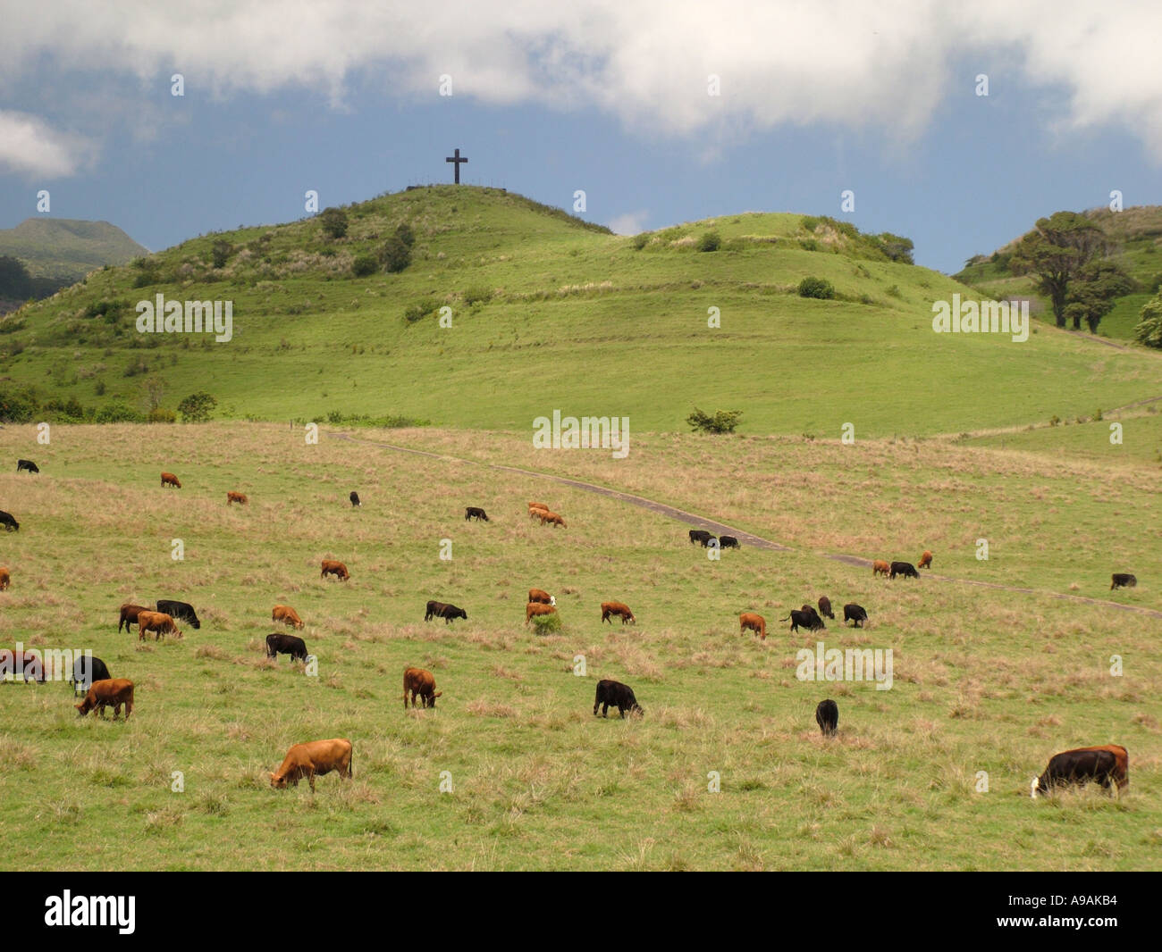 Cattle ranching hawaii hi-res stock photography and images - Alamy