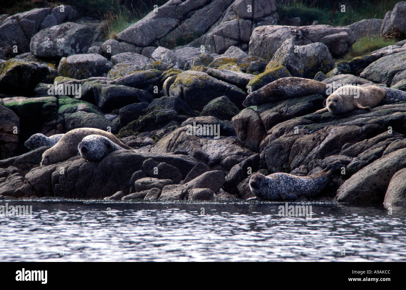 Seals scottish coast hi-res stock photography and images - Alamy