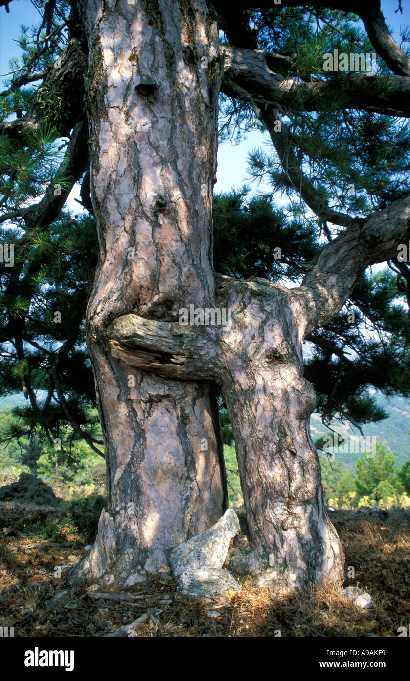 Thassos Pine Trees Stock Photo - Alamy