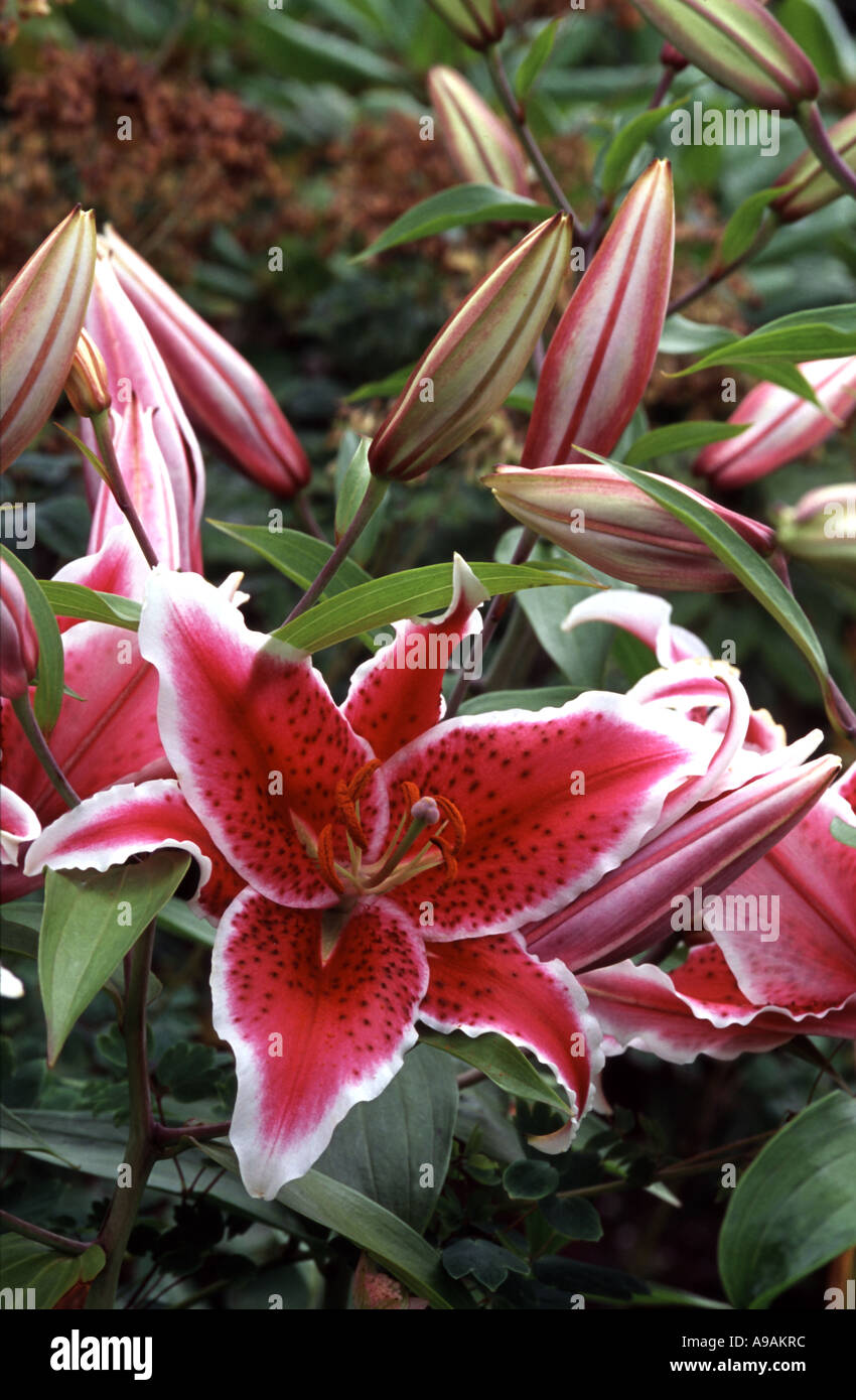 Red lily flower lilium garden hi-res stock photography and images - Alamy