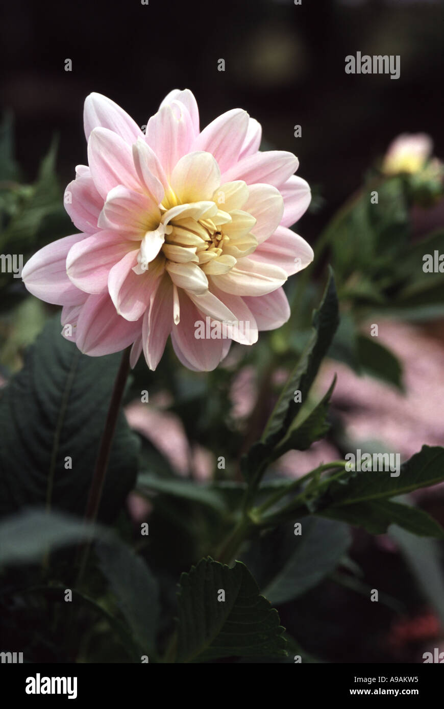 Bracken ballerina hi-res stock photography and images - Alamy