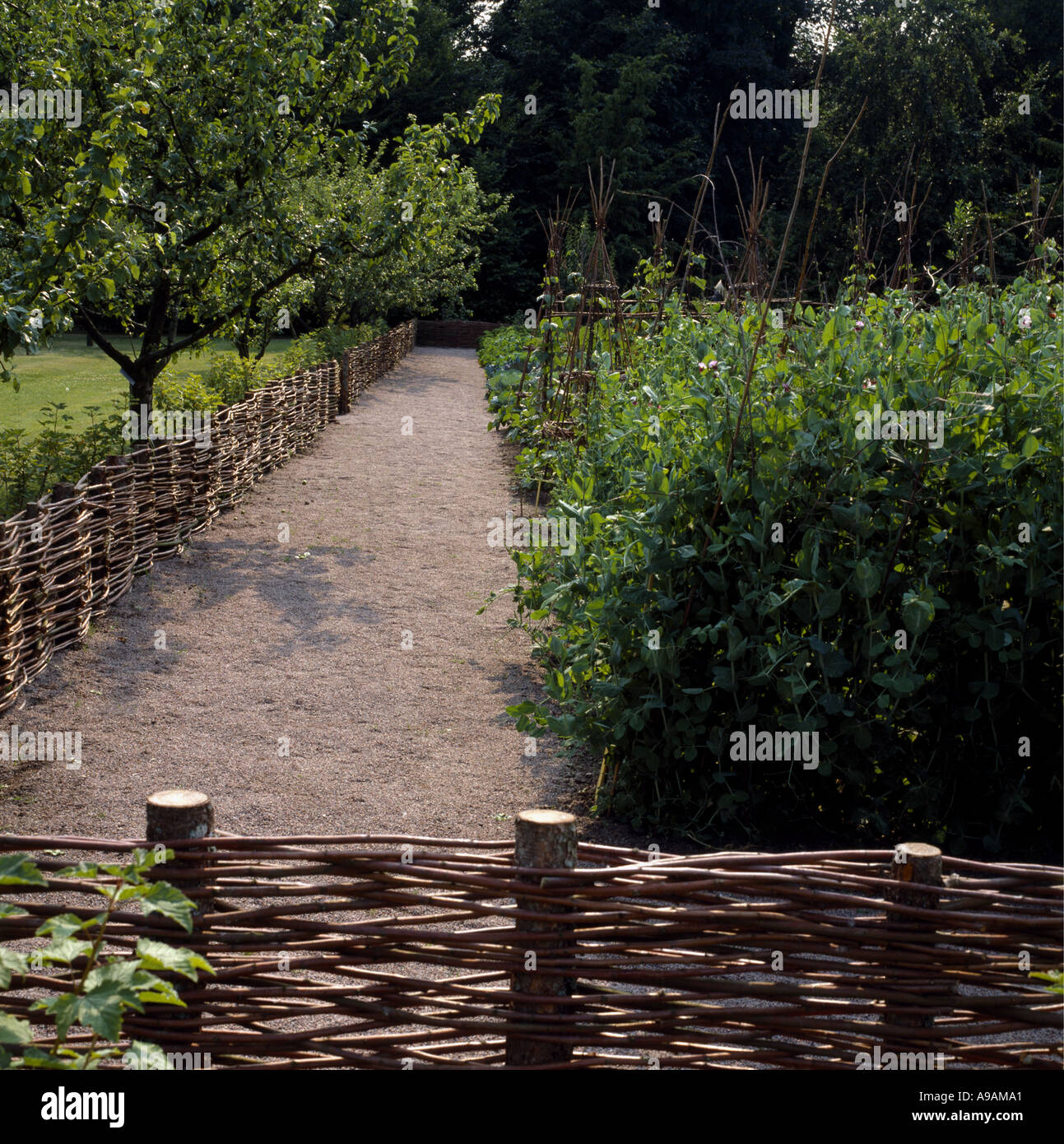 garden path with woven fencing Stock Photo - Alamy