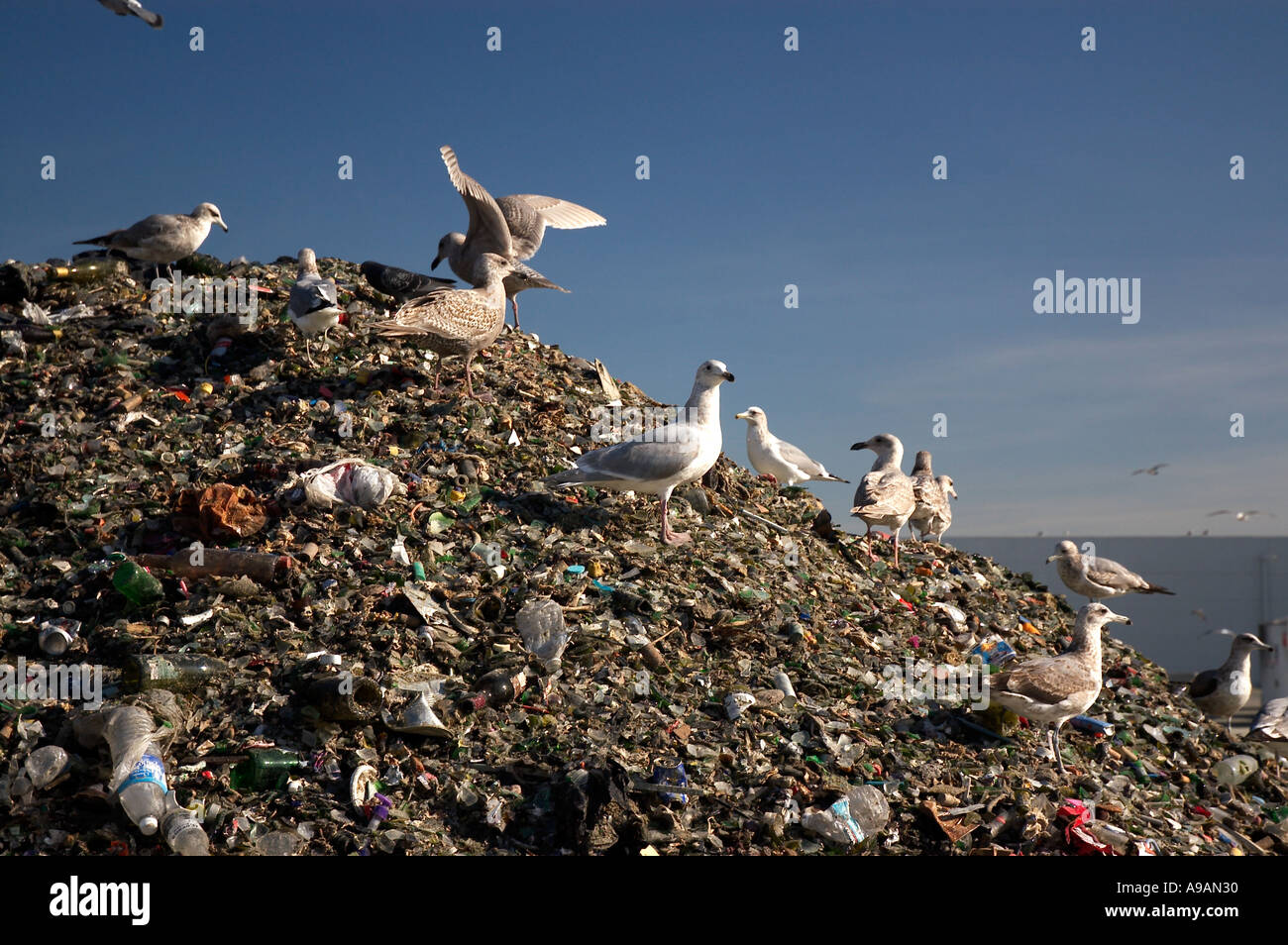 seagulls on trash dump Stock Photo - Alamy