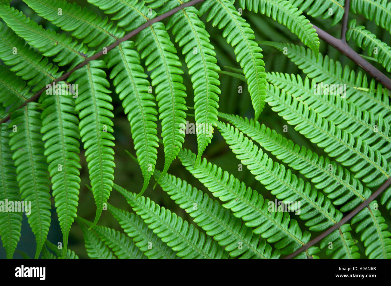 rain forest fern leaves Costa Rica Stock Photo - Alamy