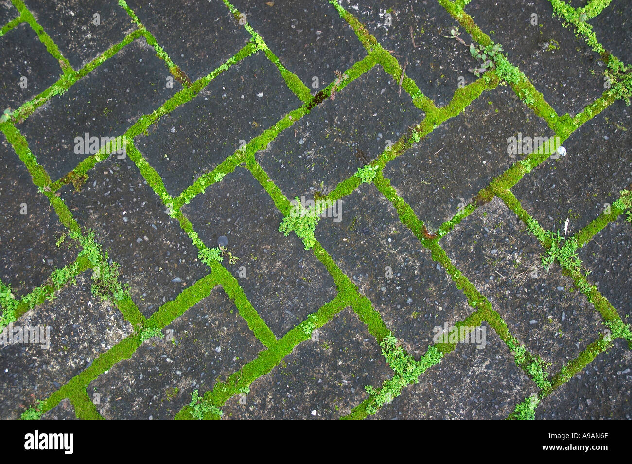 moss outlined bricks Stock Photo - Alamy