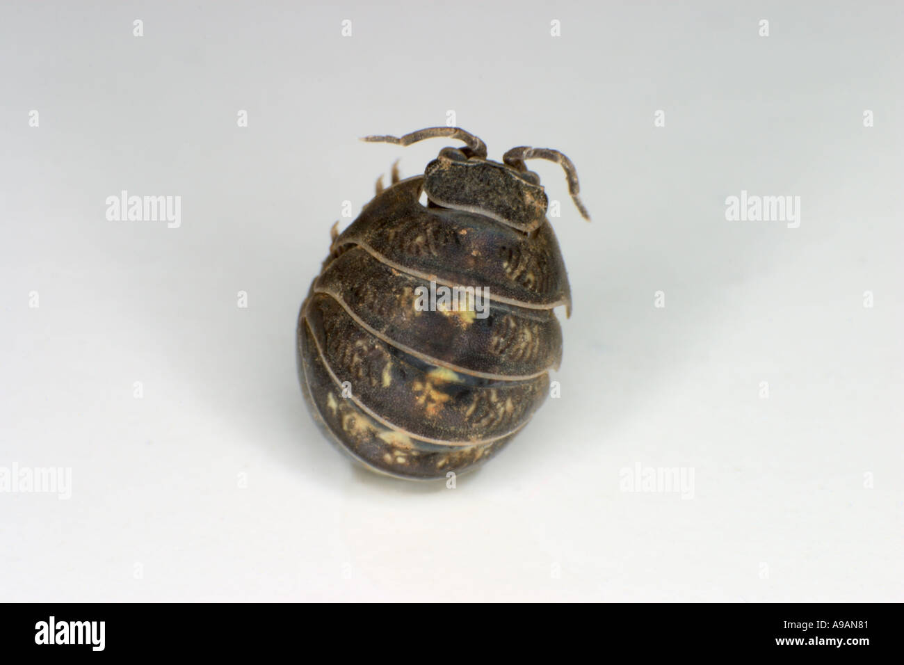 Pill Bug close up Stock Photo - Alamy