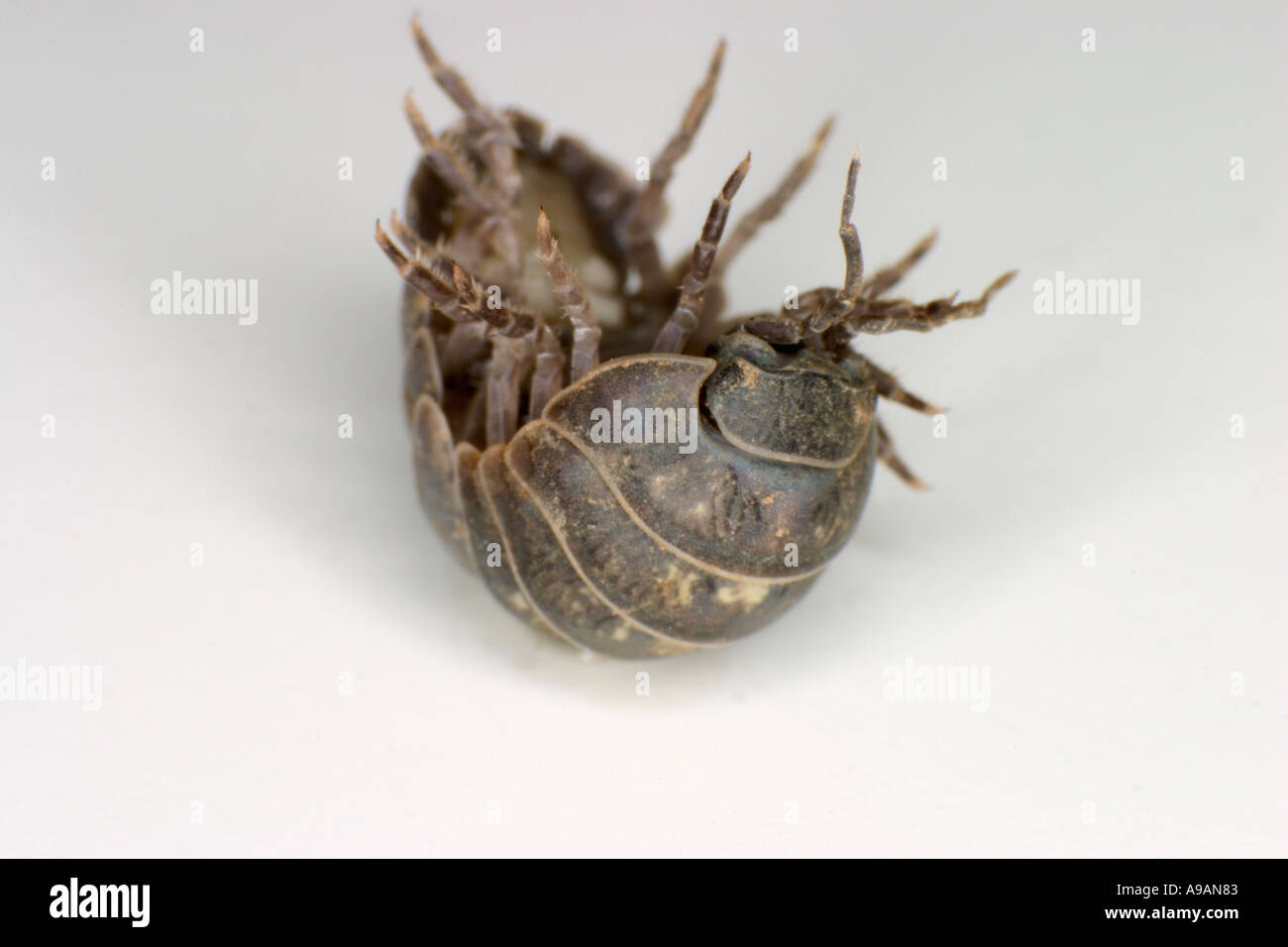 Pill Bug close up Stock Photo - Alamy
