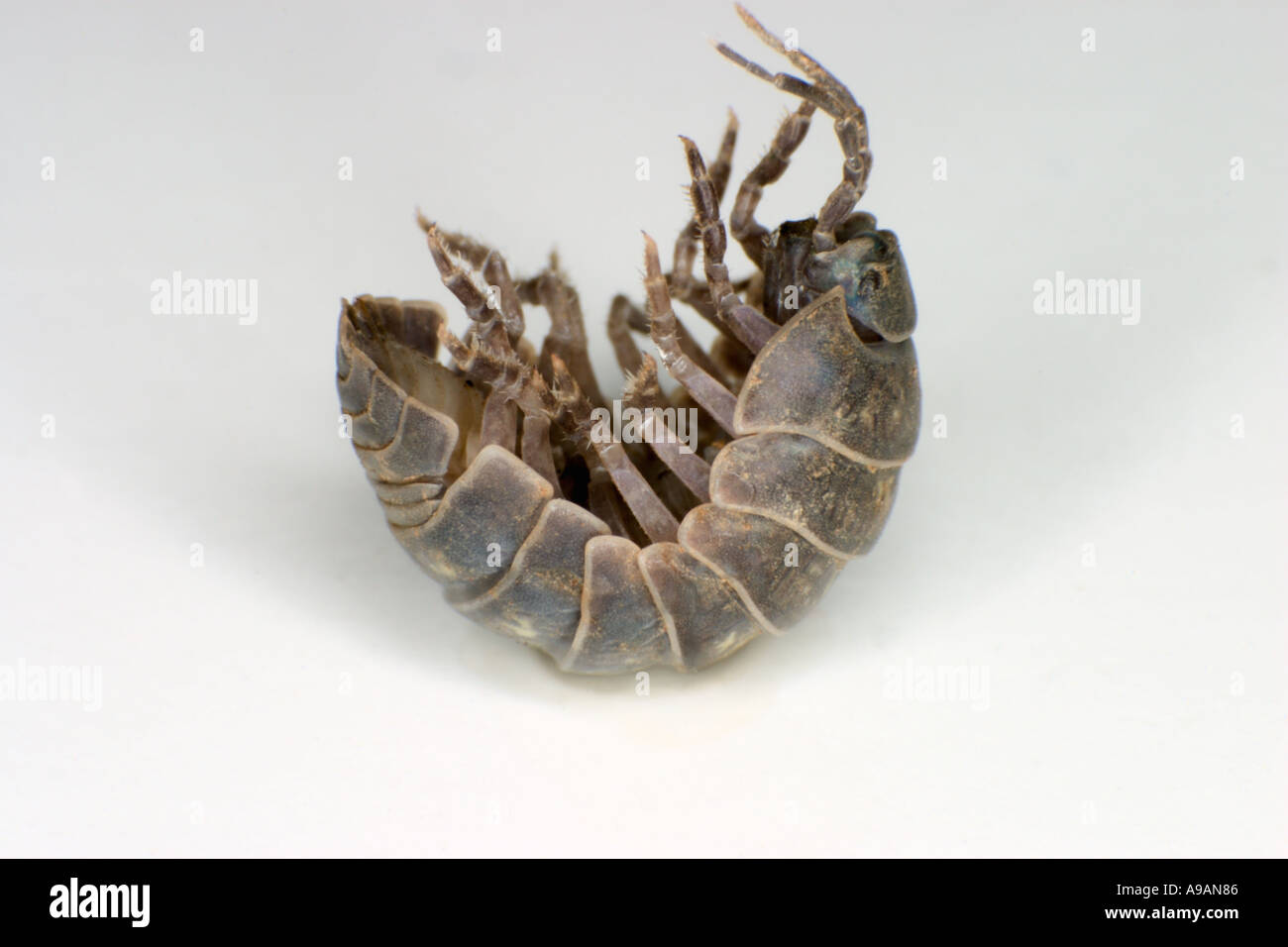 Pillbugs High Resolution Stock Photography and Images - Alamy