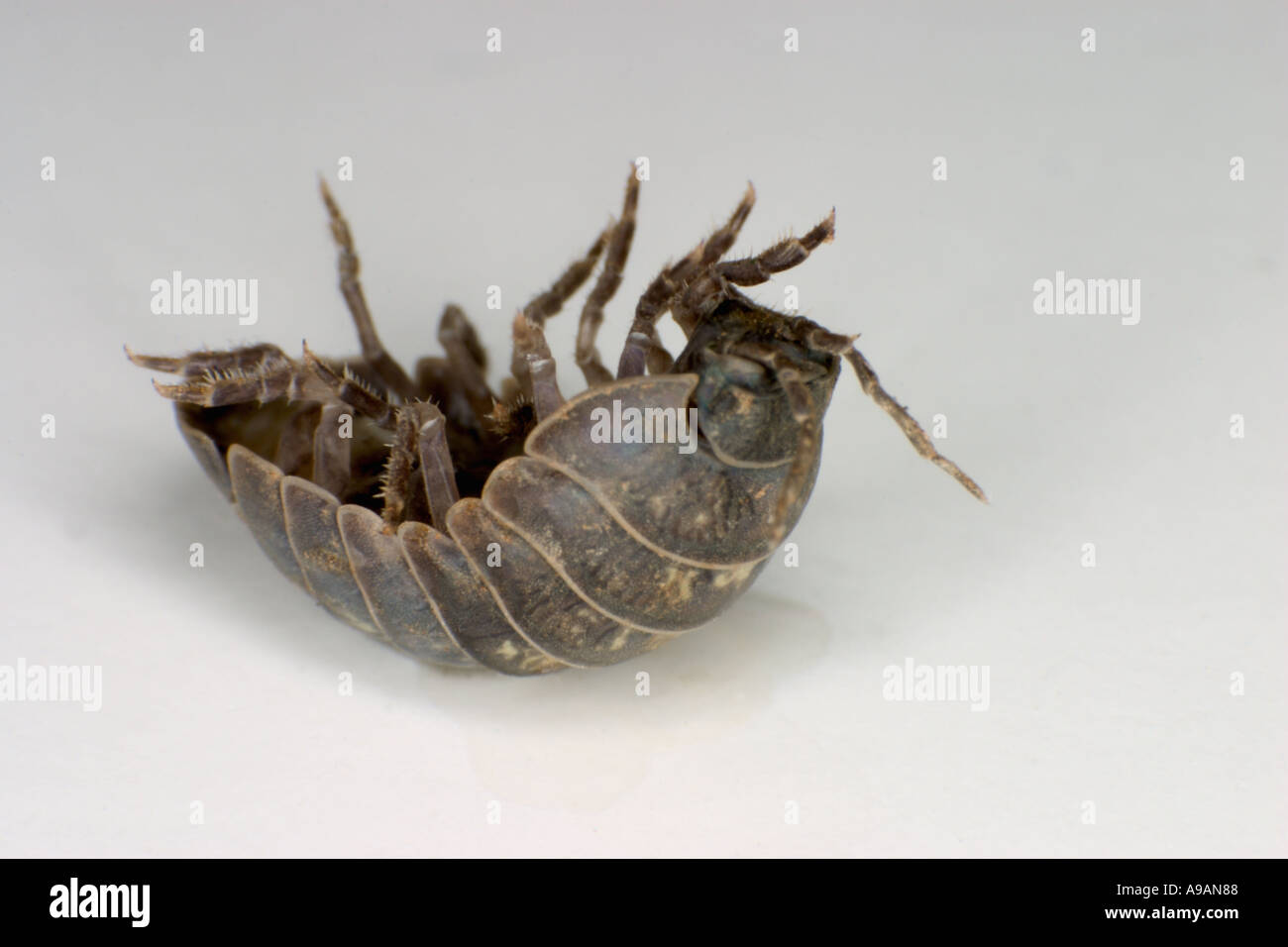 Pill Bug close up Stock Photo - Alamy