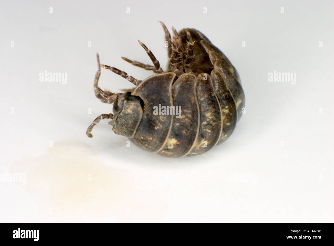 Pill Bug close up Stock Photo - Alamy