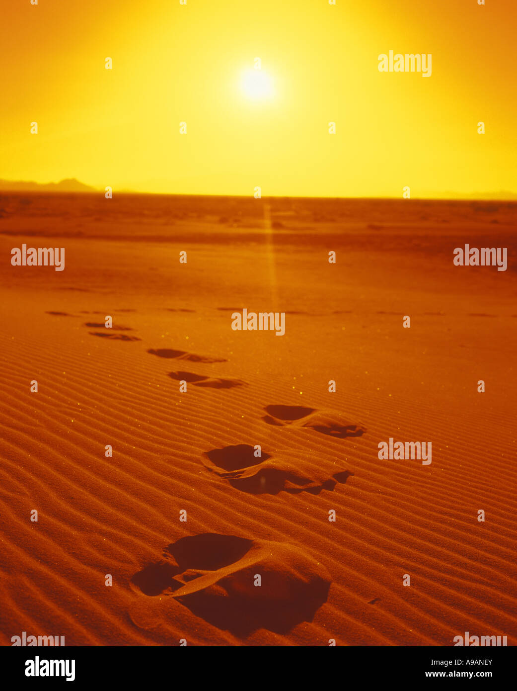 SINGLE LINE OF FOOTSTEPS IN DESERT SAND Stock Photo - Alamy