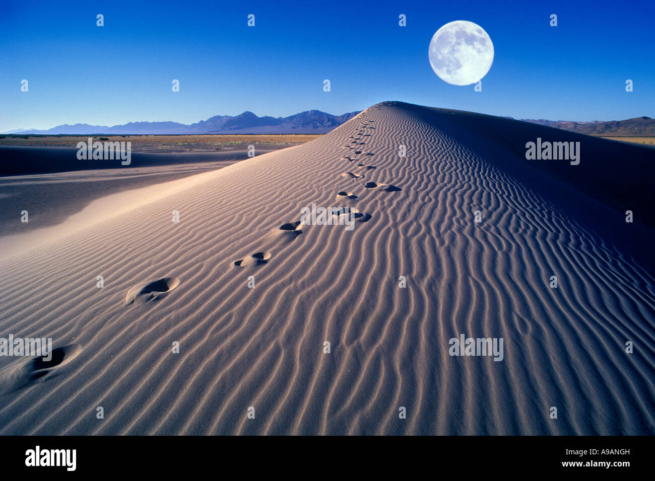 SINGLE LINE OF FOOTSTEPS IN RIPPLES IN DESERT SAND DUNE WITH MOON Stock ...