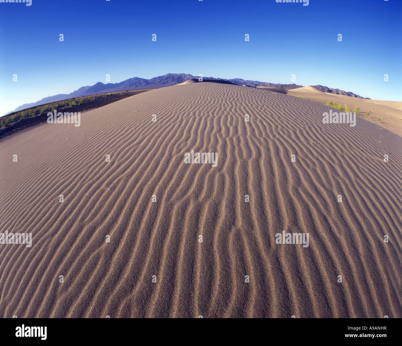 SCENIC RIPPLES IN BIG SAND DUNE AMARGOSA DESERT NEVADA USA Stock Photo ...