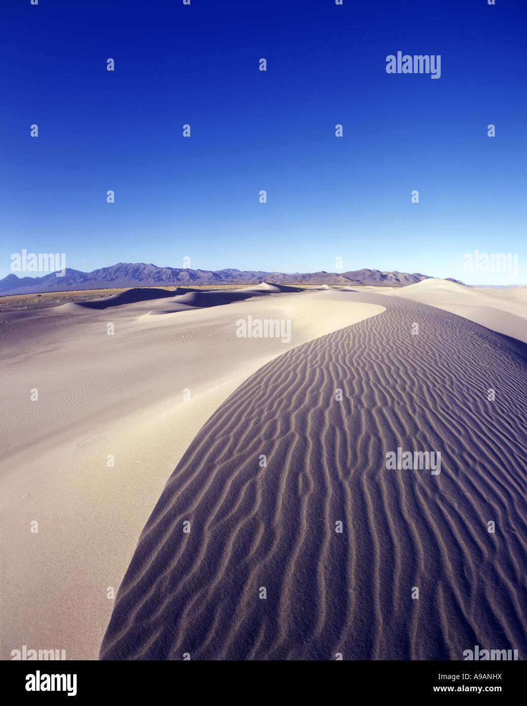 SCENIC RIPPLES IN BIG SAND DUNE AMARGOSA DESERT NEVADA USA Stock Photo ...