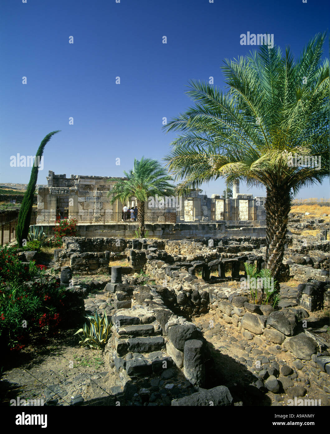 PALM TREE SYNAGOGUE RUINS CAPERNAUM SEA OF GALILEE ISRAEL Stock Photo ...