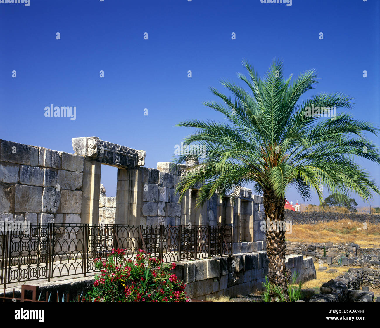 PALM TREE SYNAGOGUE RUINS CAPERNAUM SEA OF GALILEE ISRAEL Stock Photo ...