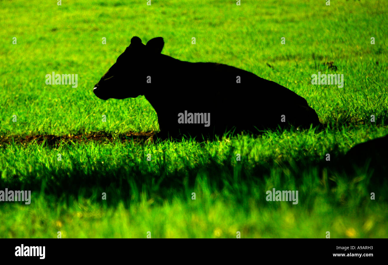 Cow under tree hi-res stock photography and images - Alamy