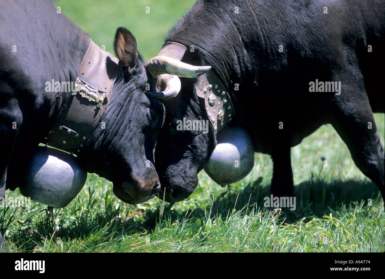 Agressive cow hi-res stock photography and images - Alamy