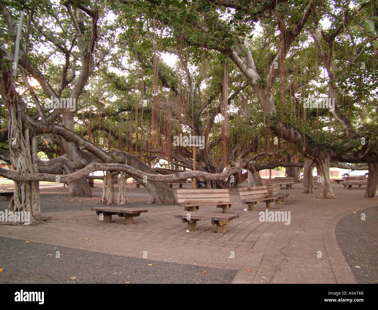 Lahaina banyan square hi-res stock photography and images - Alamy