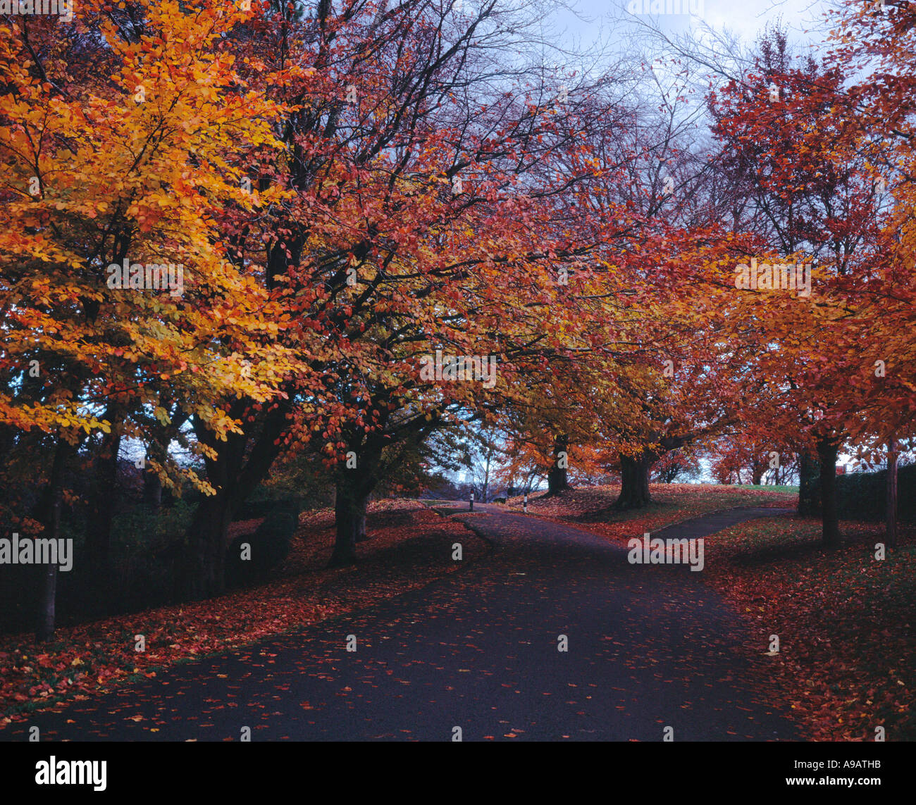 Trees with yellow autumnal leaves in the park at Beechen Cliff, Bath ...