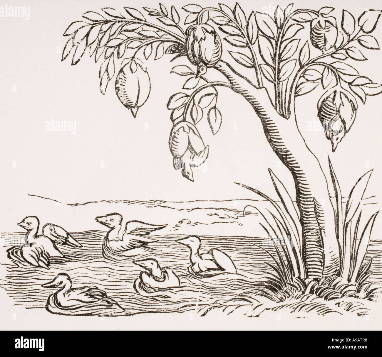 Barnacle geese illustrating the legend that these birds grew from ...