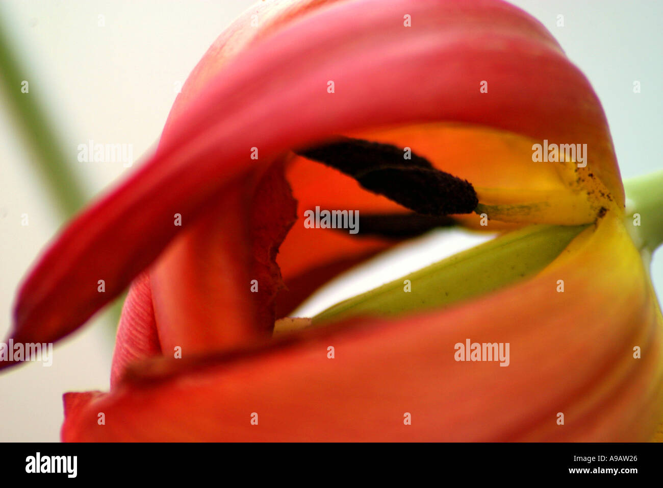 Dieing Red Tulip Stock Photo - Alamy
