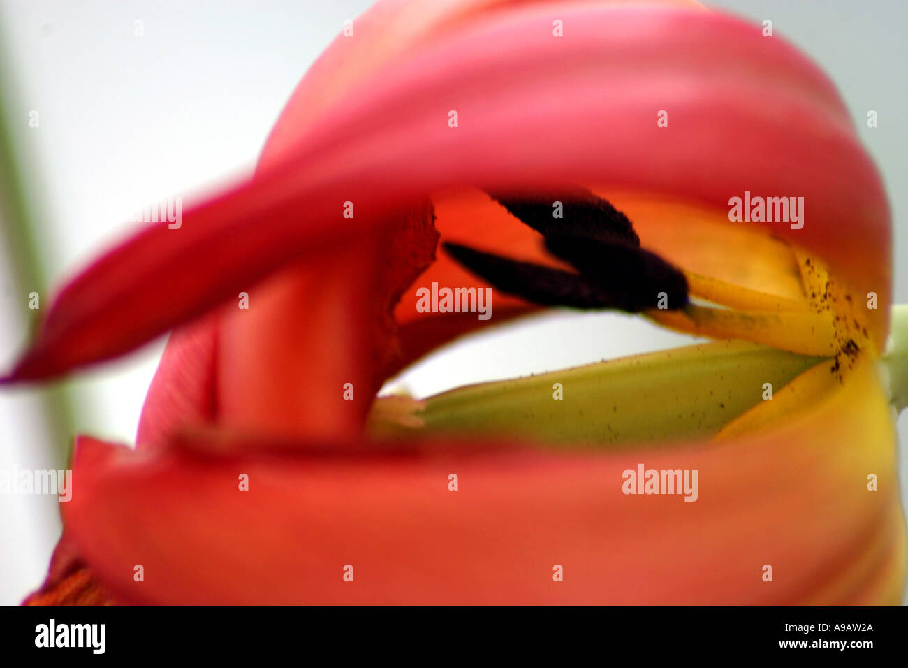 Dieing Red Tulip Stock Photo - Alamy