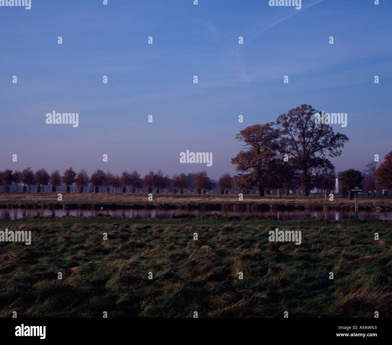A distant line of trees in Home Park, Hampton Court, Middlesex Stock ...