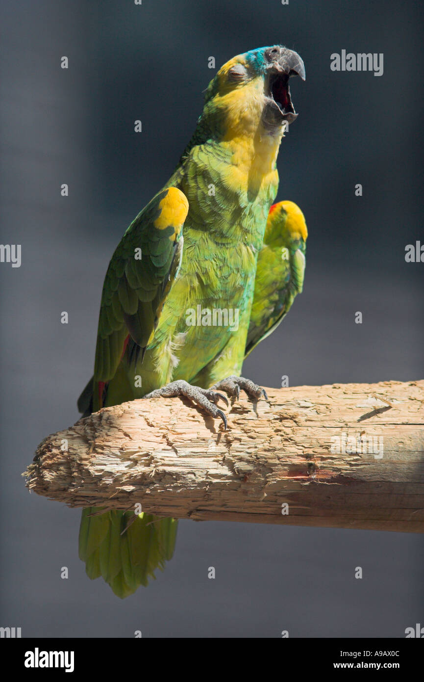 Squarking parrot hi-res stock photography and images - Alamy